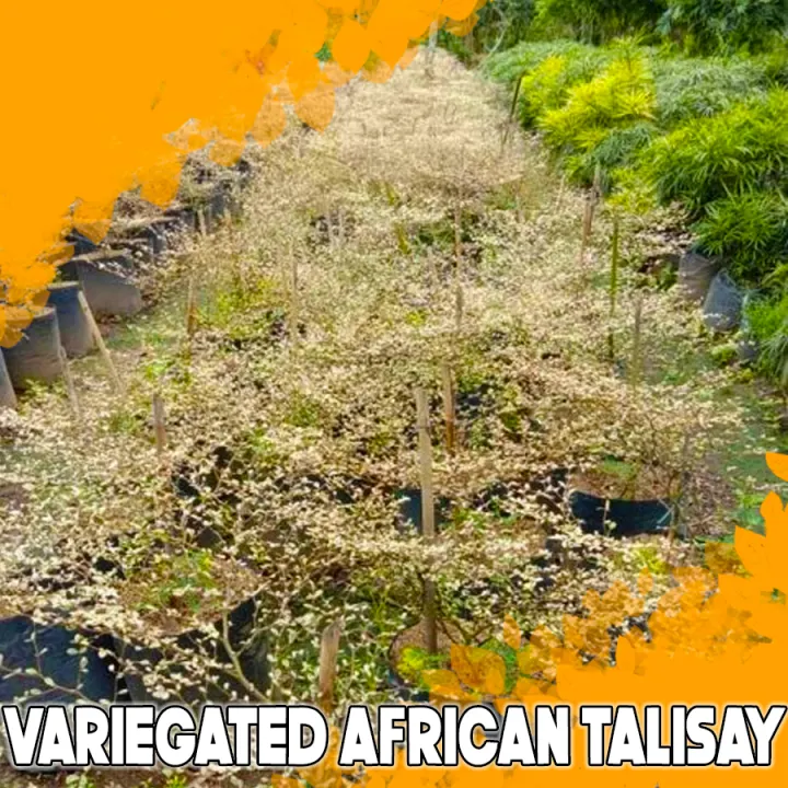 Variegated African Talisay (BIG). Grow with up to 2ft in soil Plants ...