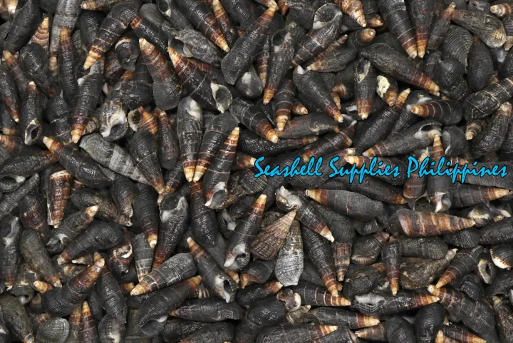 Suso Sea Shells (Ivory Cerith) Tulis - Resin Fillers/Arts/Crafts ...